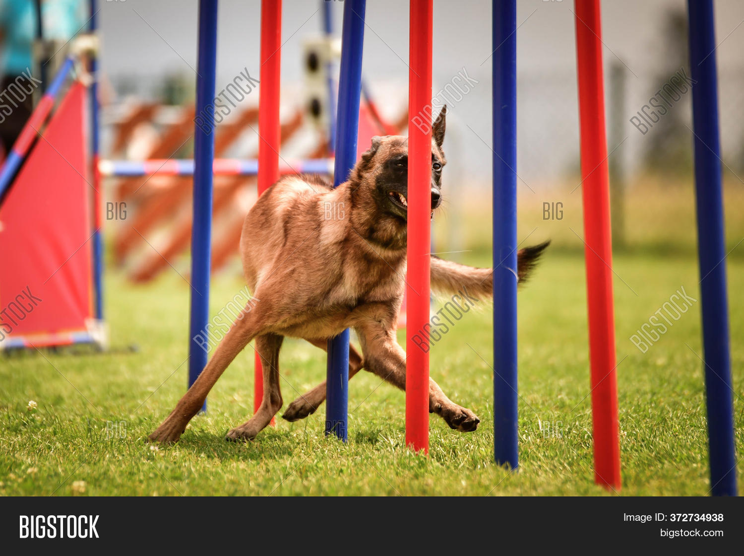 Belgian Malinois Image & Photo (Free Trial) | Bigstock