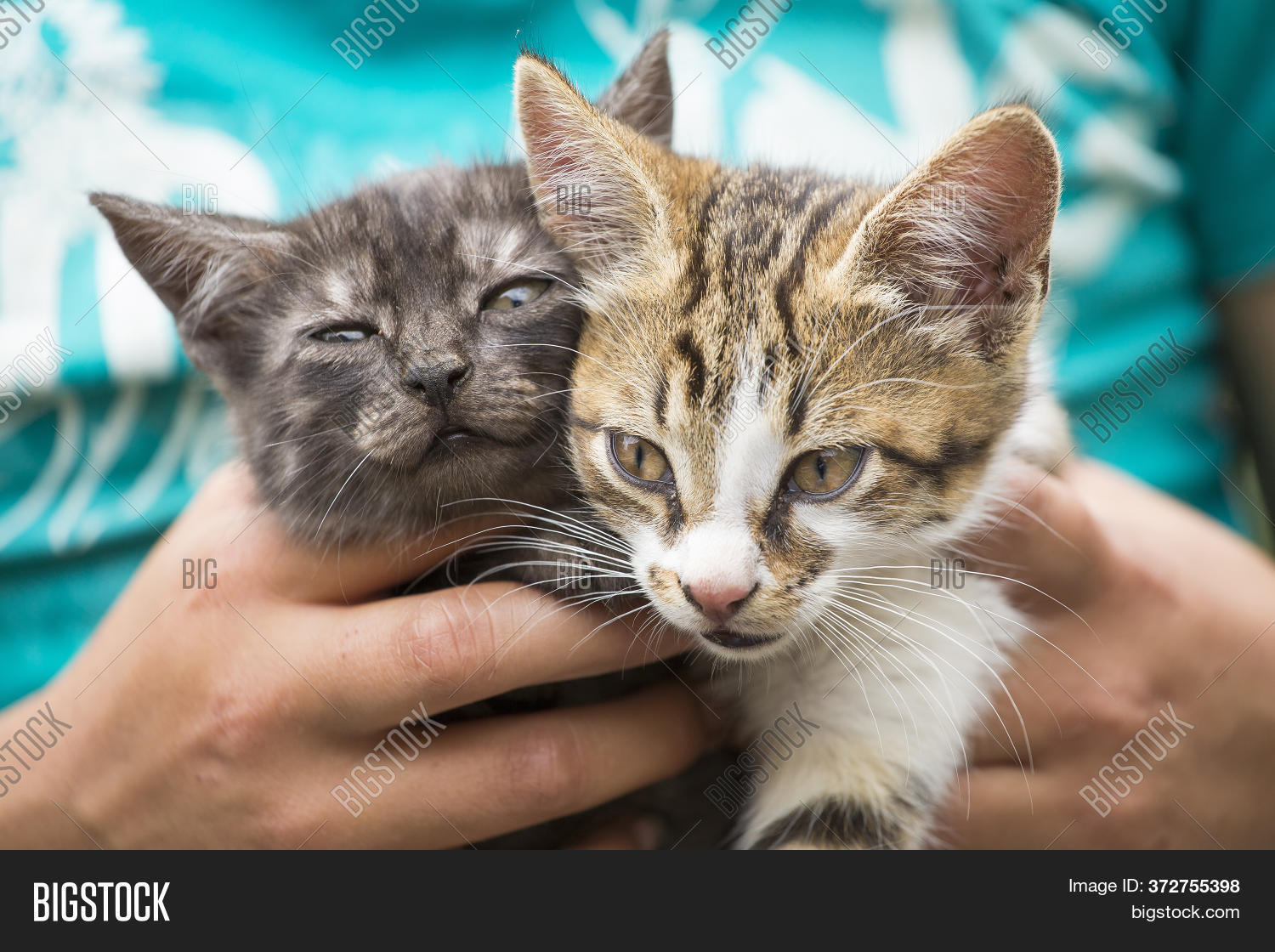 Small Cats Hands Child Image & Photo (Free Trial) | Bigstock