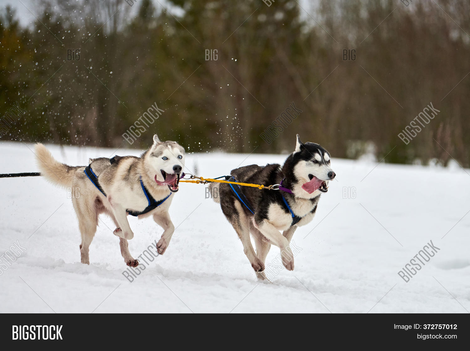 Running Husky Dog On Image & Photo (Free Trial) | Bigstock