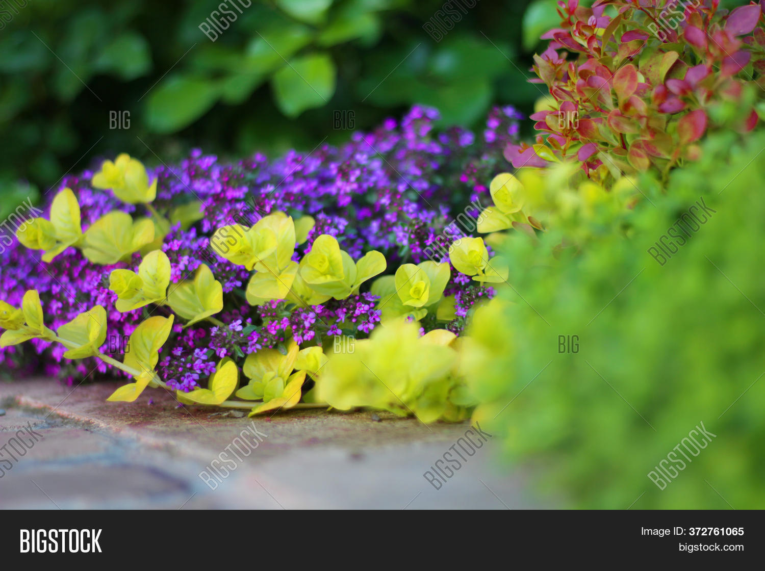 Colorful Creeper Plant Image & Photo (Free Trial) | Bigstock