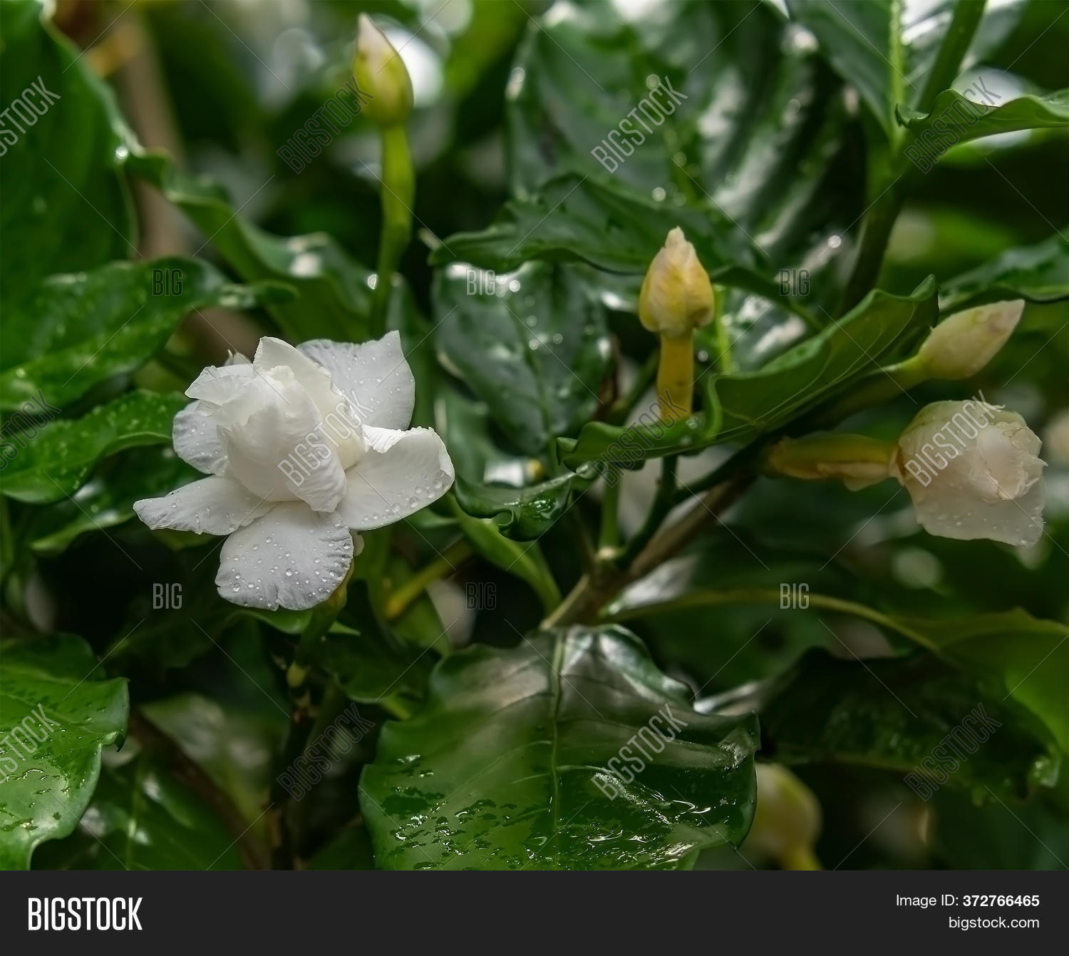 White Gardenia Image & Photo (Free Trial) | Bigstock