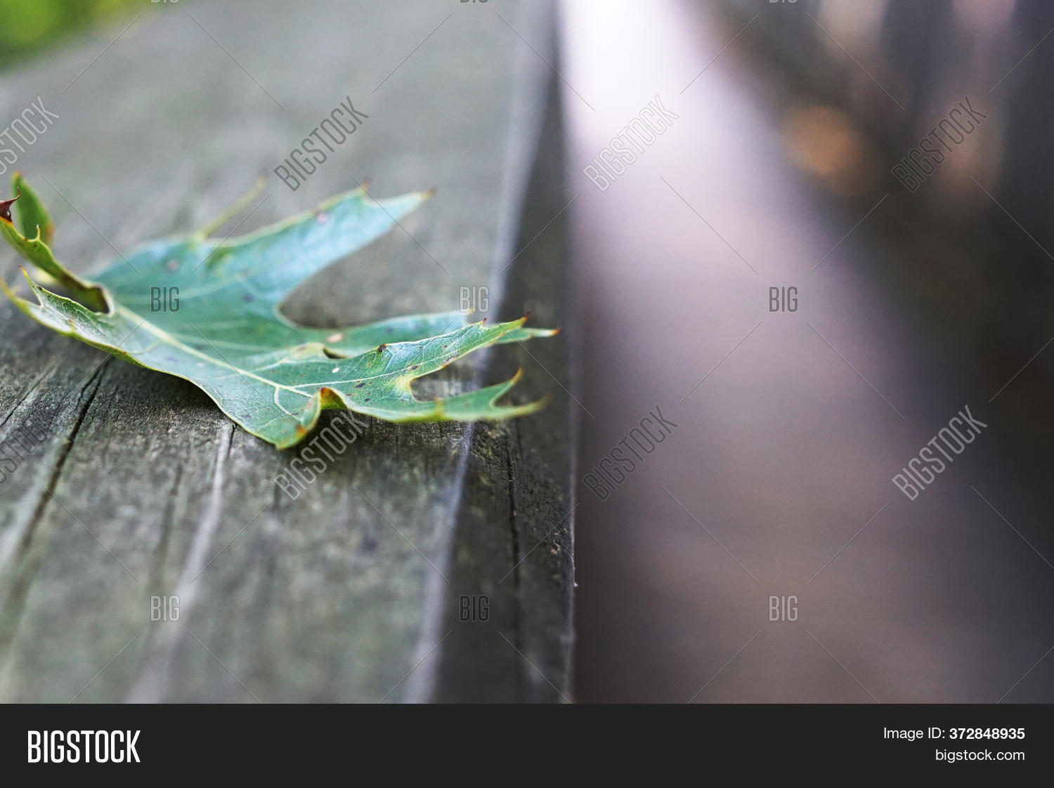 Fallen Oak Leaf On Old Image & Photo (Free Trial) | Bigstock