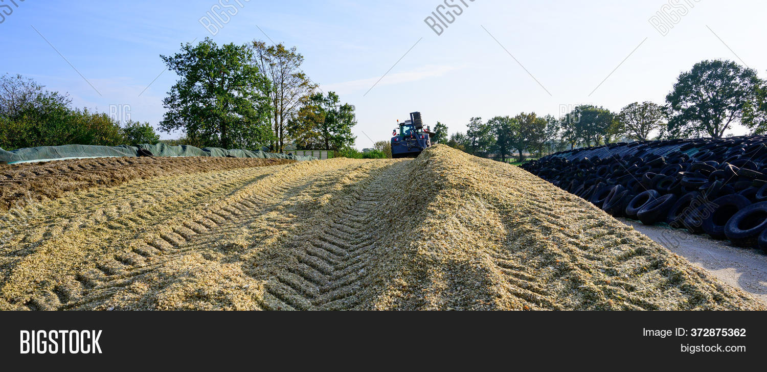 Corn Crop, Corn Silage Image & Photo (Free Trial) | Bigstock