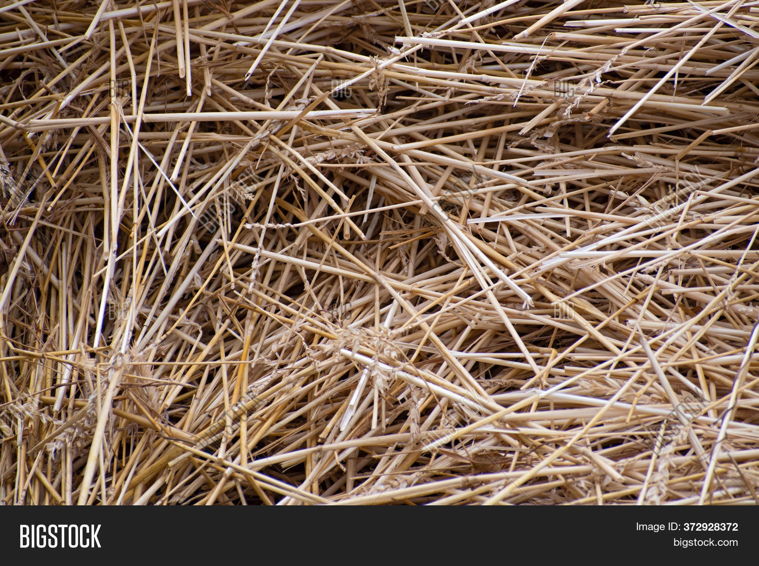 Pale Beige Hay Dry Image & Photo (Free Trial) | Bigstock