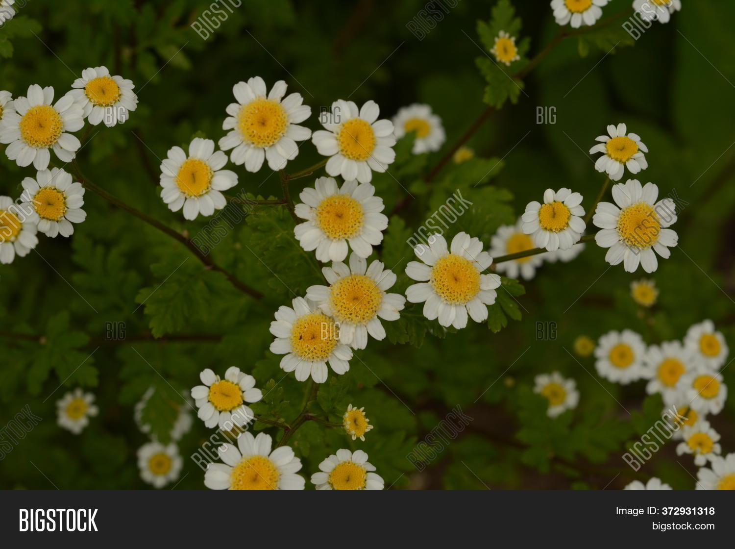 Matrikariya Flowers Image & Photo (Free Trial) | Bigstock