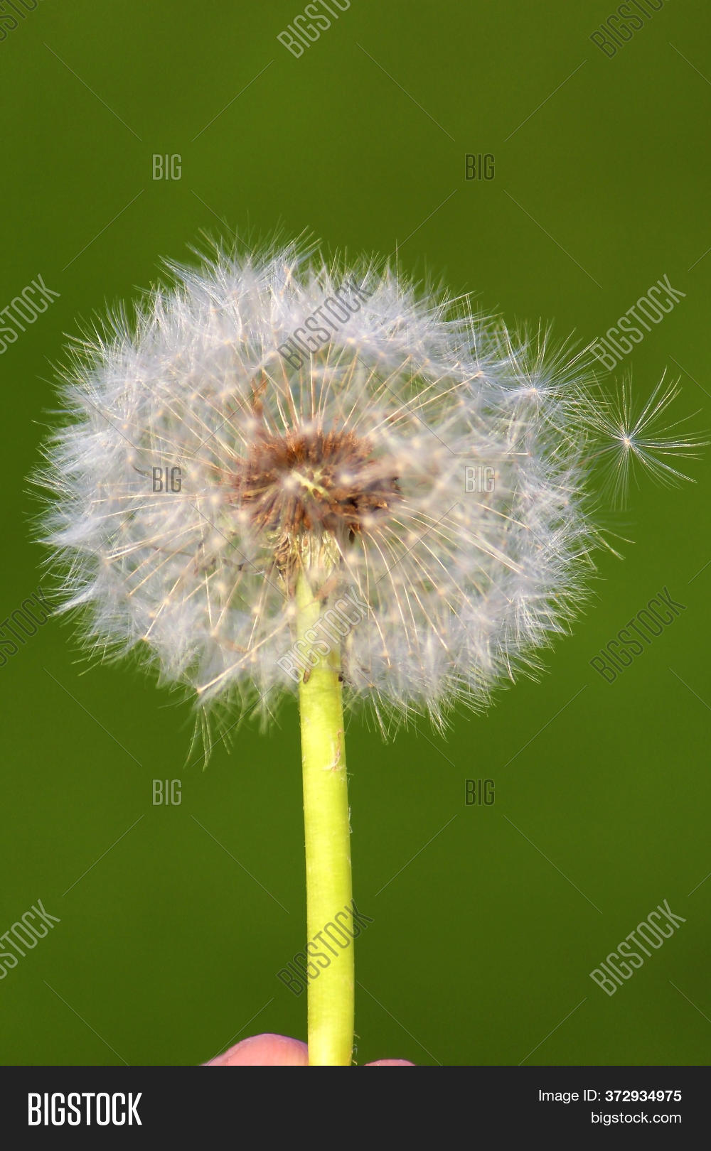 Dandelion Seeds Fly Image & Photo (Free Trial) | Bigstock