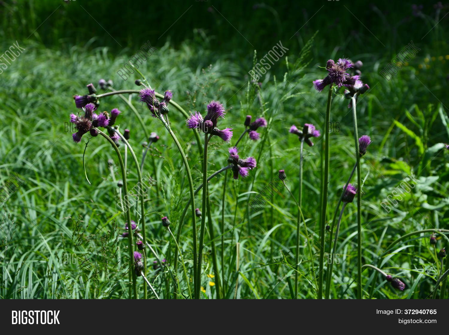 Cirsium Rivulare Image & Photo (Free Trial) | Bigstock
