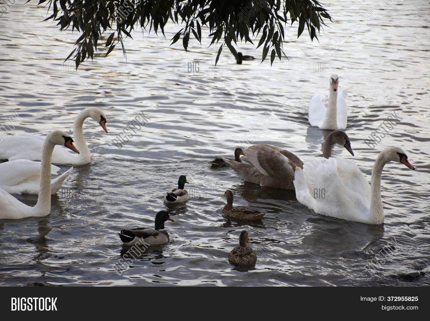 Swans Family Floating Image & Photo (Free Trial) | Bigstock