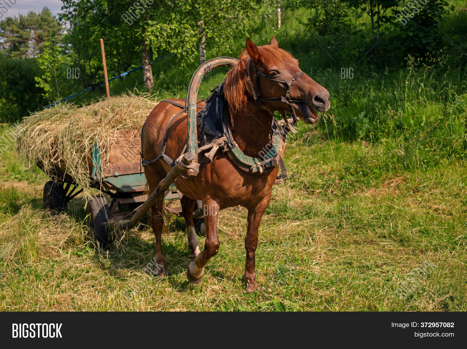 Horse Carries Hay Image & Photo (Free Trial) | Bigstock