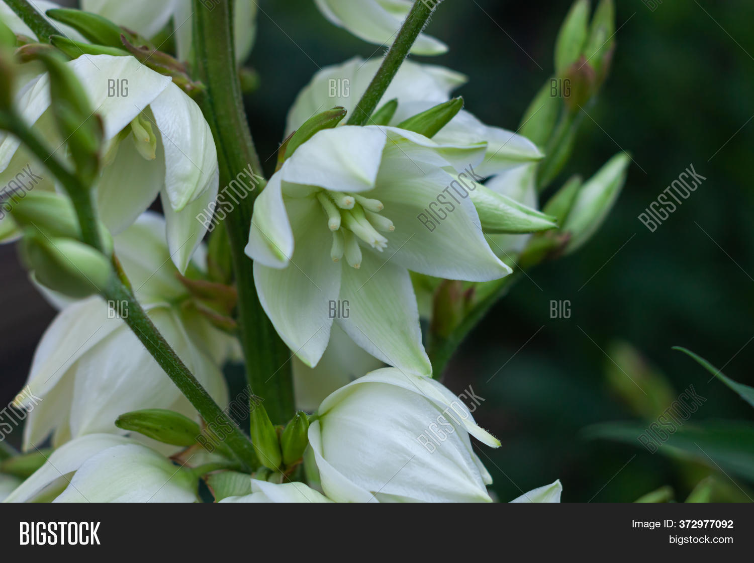 Amazing White Yucca Image & Photo (Free Trial) | Bigstock