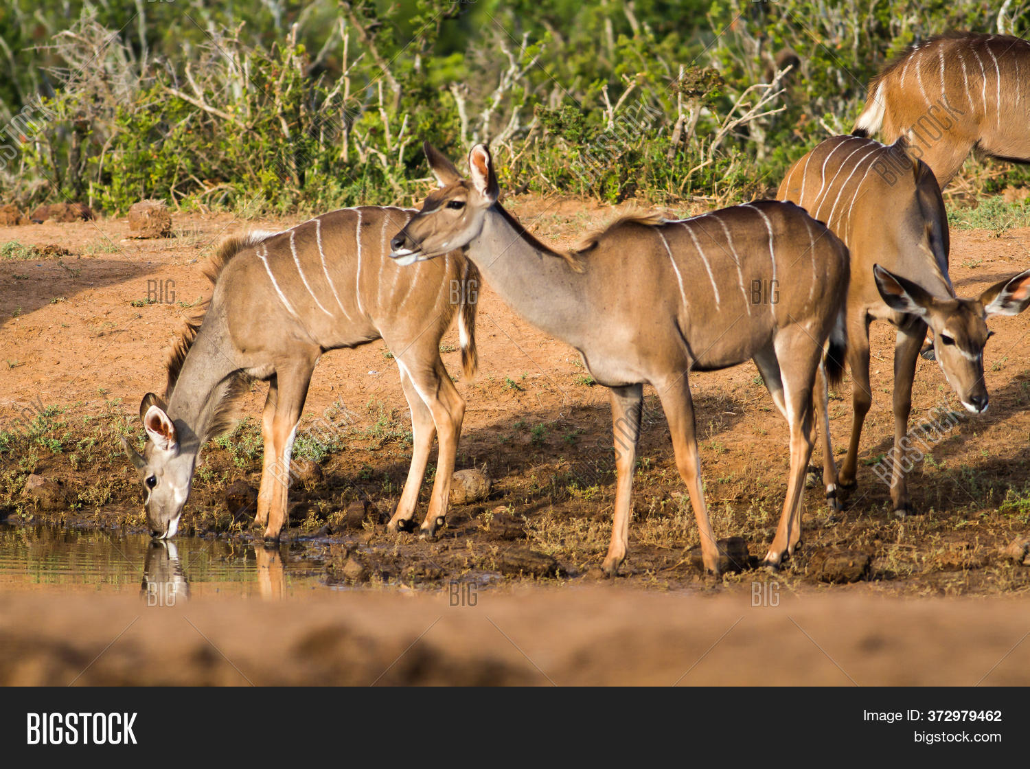 Group Kudu Drinking Image & Photo (Free Trial) | Bigstock