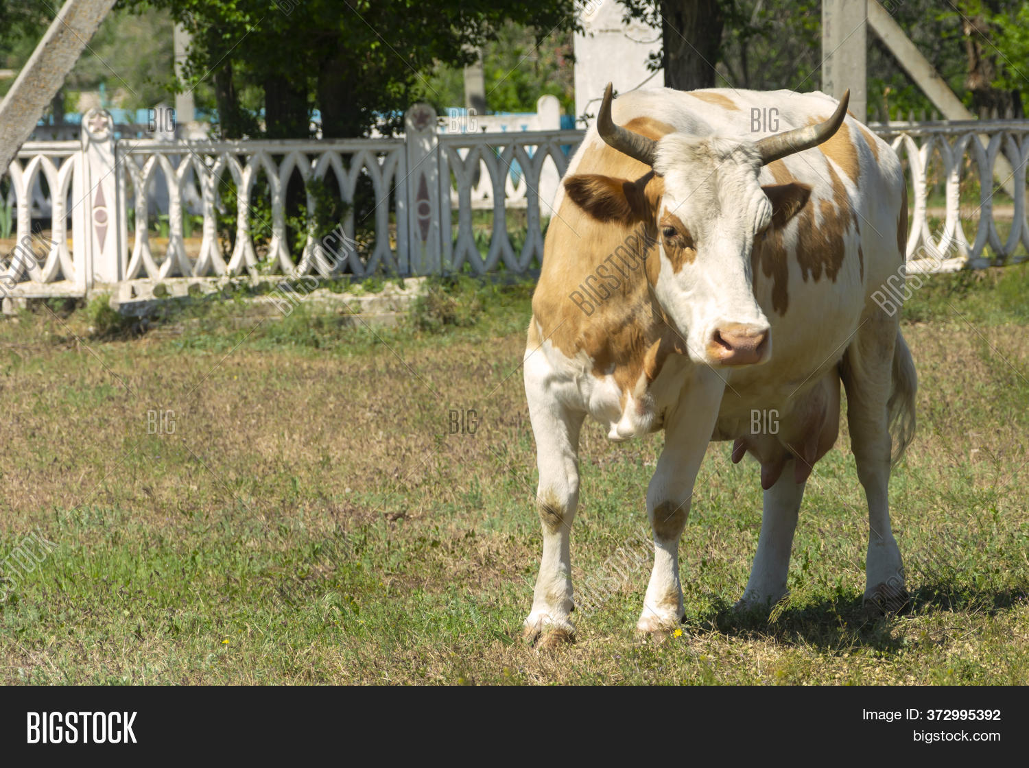 Large White Cow Horns Image & Photo (Free Trial) | Bigstock