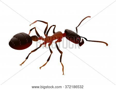 Single Red Fire Ant Vector & Photo (Free Trial) | Bigstock