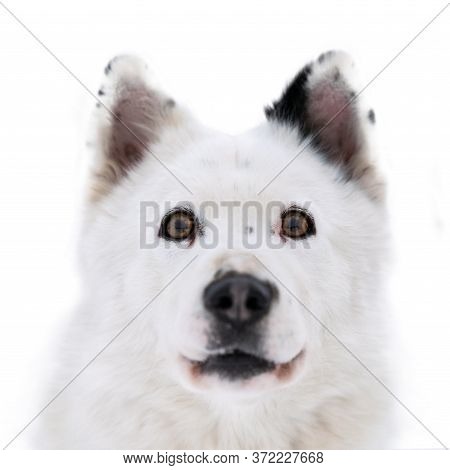 Funny Husky Face Big Image & Photo (Free Trial) | Bigstock
