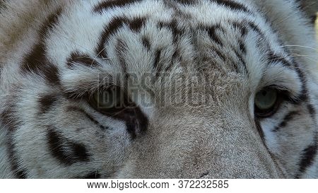 Majestic White Tiger Image & Photo (Free Trial) | Bigstock