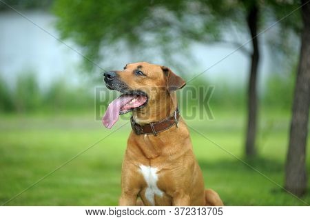Mongrel Dog Images, Illustrations & Vectors (Free) - Bigstock
