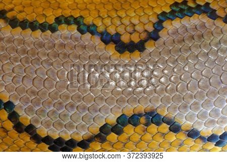 Close Snake Skin Image & Photo (Free Trial) | Bigstock