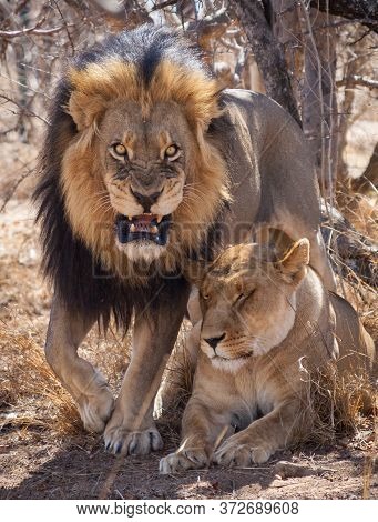 Aggressive Male Lion Image & Photo (Free Trial) | Bigstock