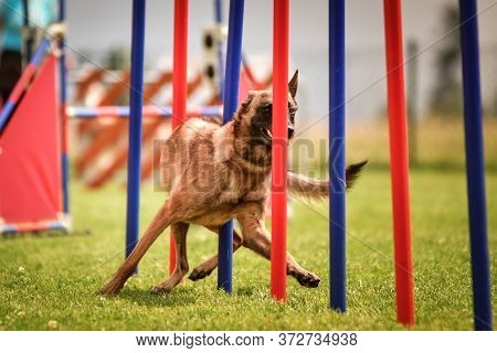 Belgian Malinois Image & Photo (Free Trial) | Bigstock