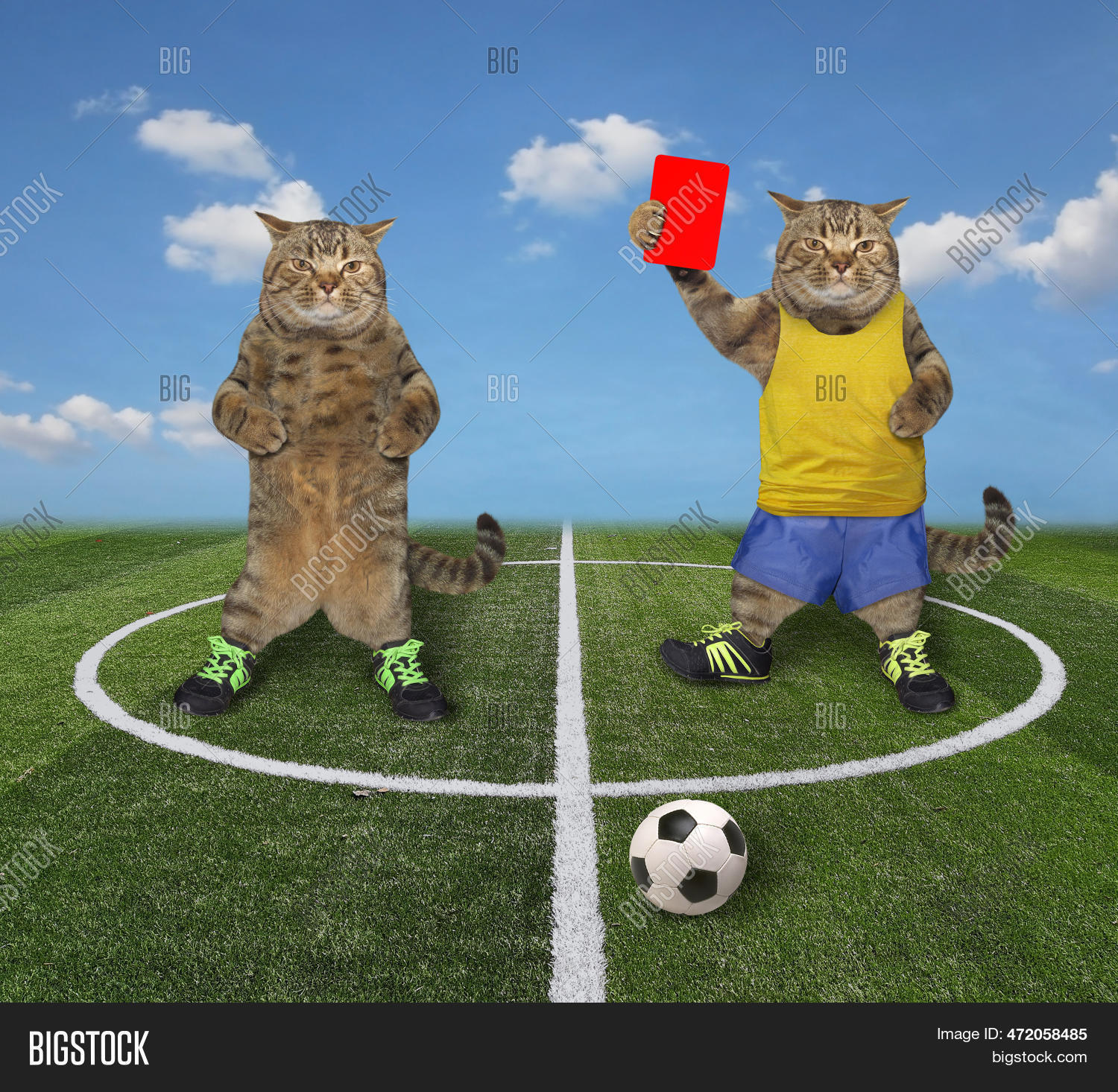 Cats Playing Soccer Image & Photo (Free Trial) | Bigstock