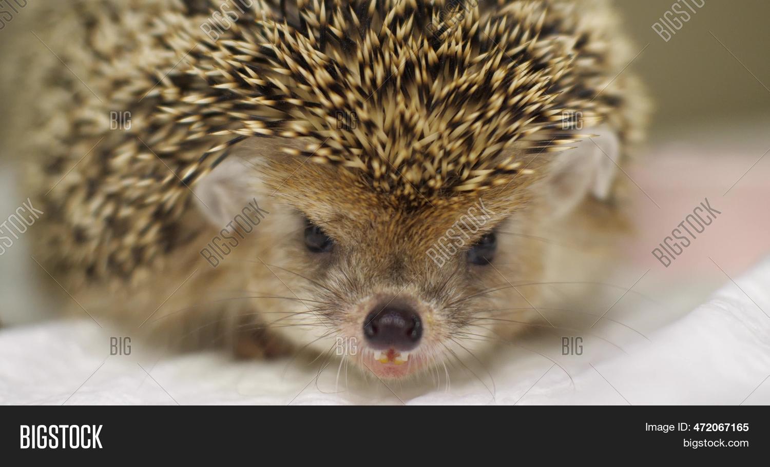 Angry Hedgehog