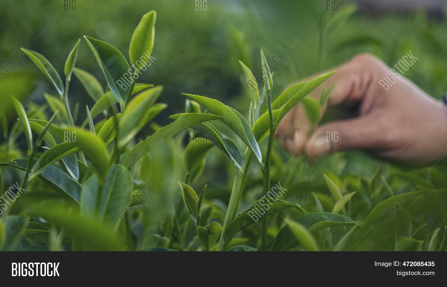 Woman Hand Plucking Image & Photo (Free Trial) | Bigstock