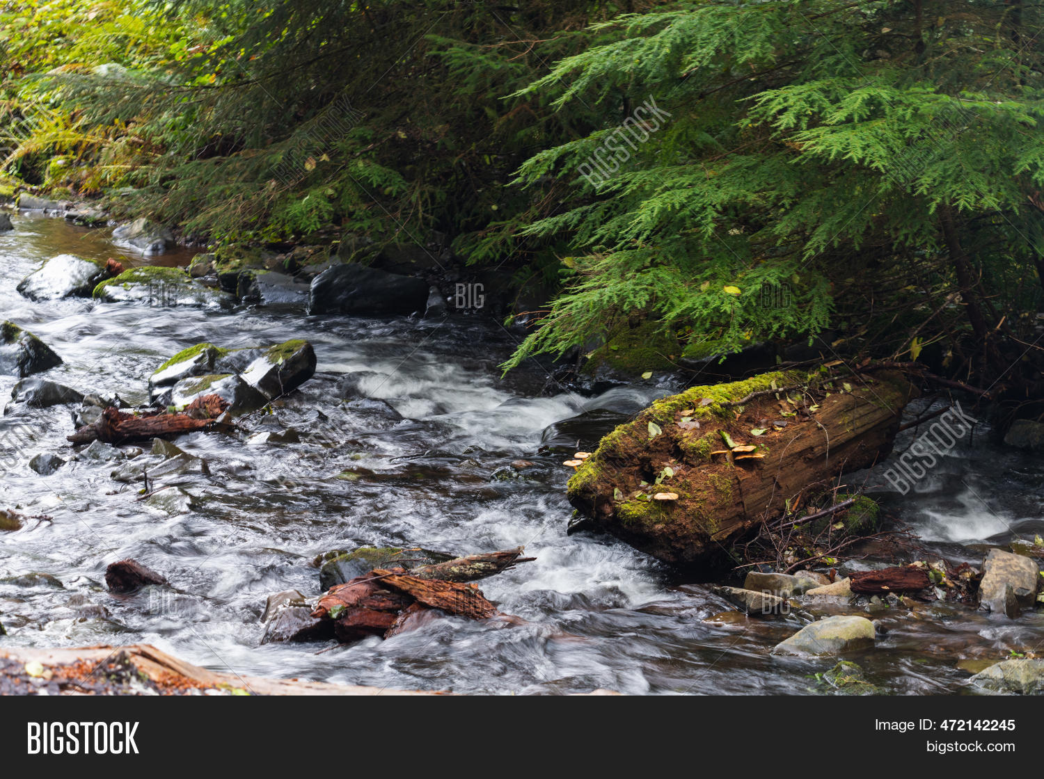 Log Broken Into Image & Photo (Free Trial) | Bigstock