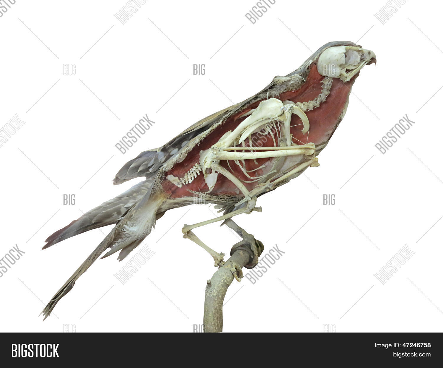 Stuffed Falcon Bird Image & Photo (Free Trial) | Bigstock