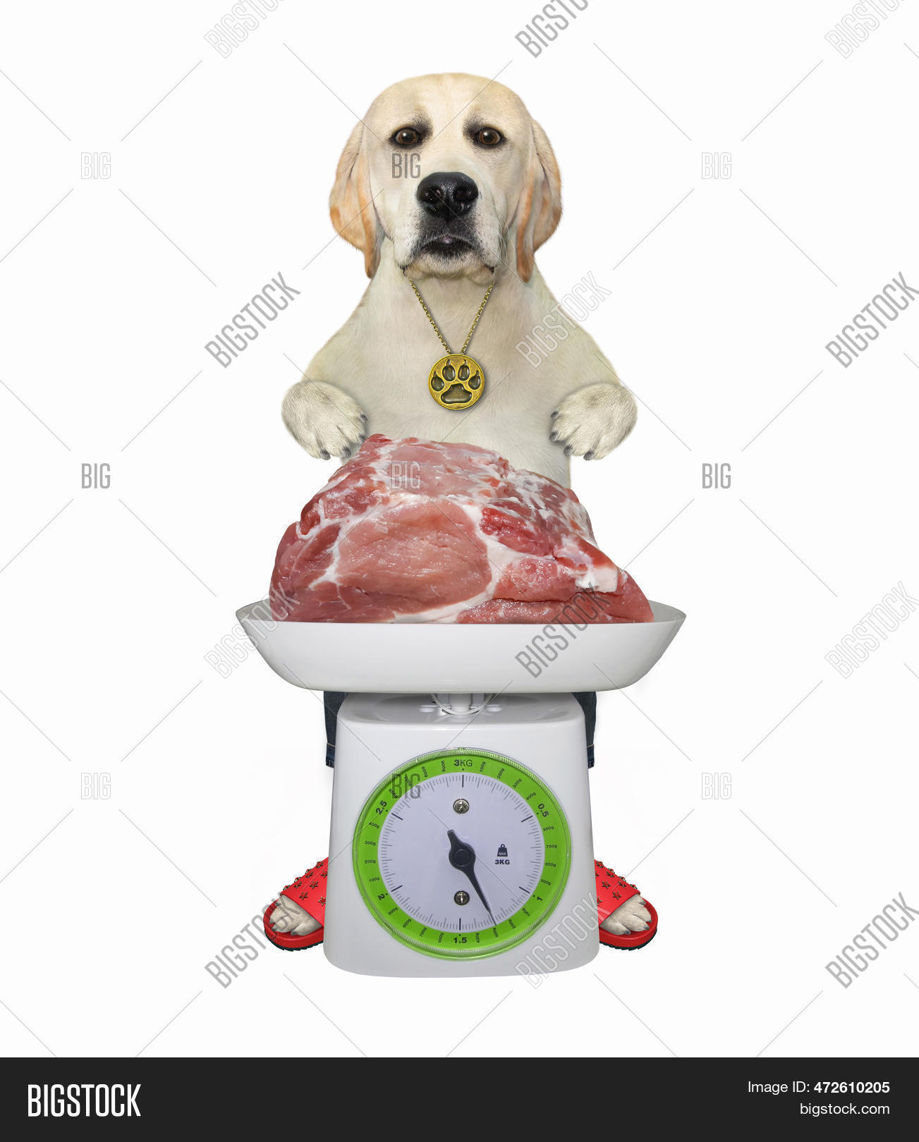 Dog Labrador Measures Image & Photo (Free Trial) | Bigstock