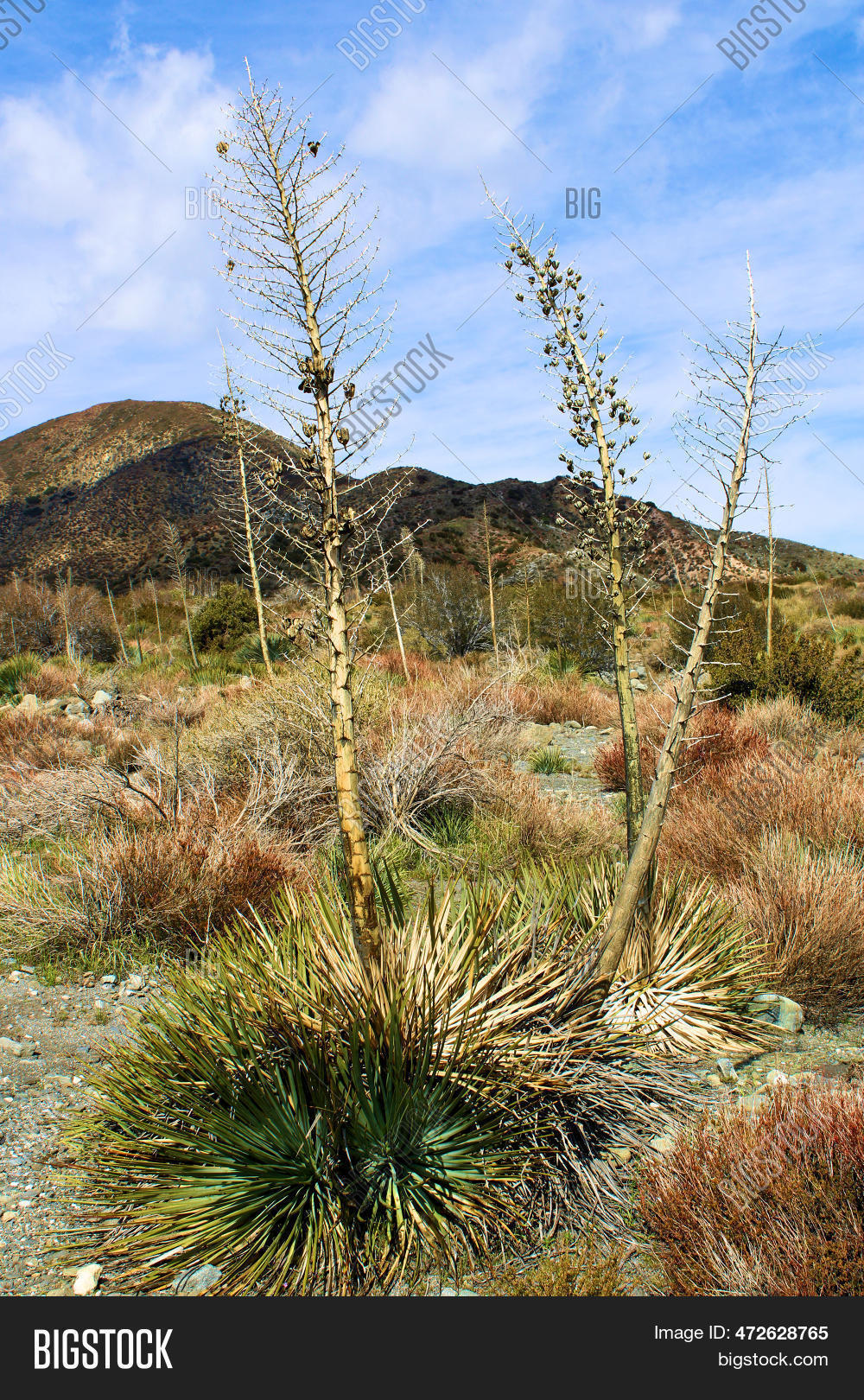 Yucca Chaparral Shrubs Image & Photo (Free Trial) | Bigstock