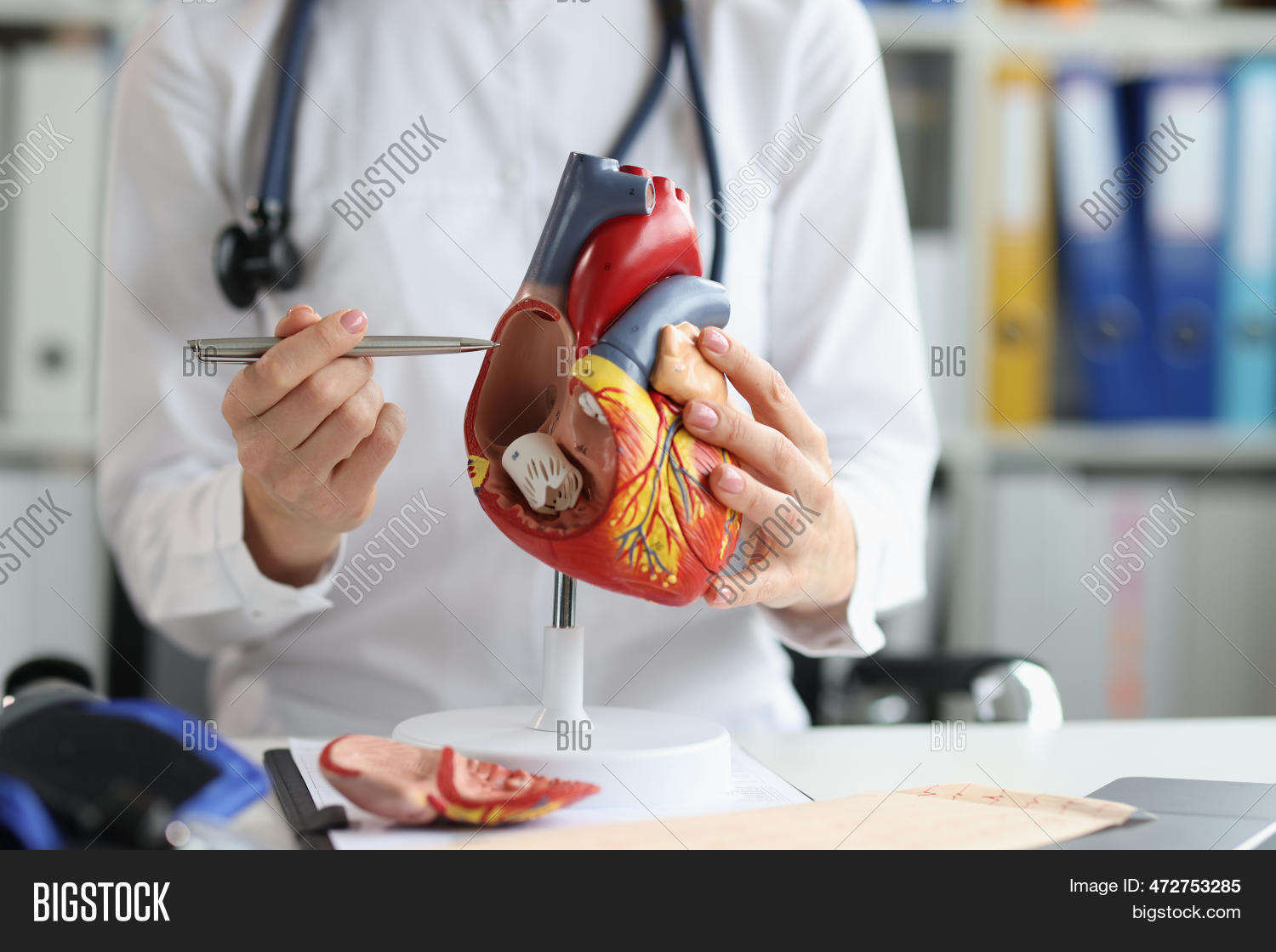 Cardiologist Shows Image & Photo (Free Trial) | Bigstock