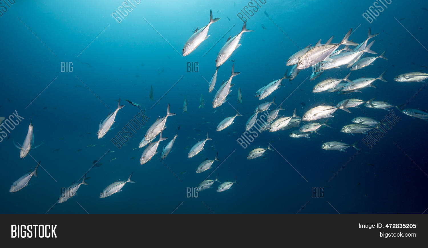 School Jack Fish Image & Photo (Free Trial) | Bigstock