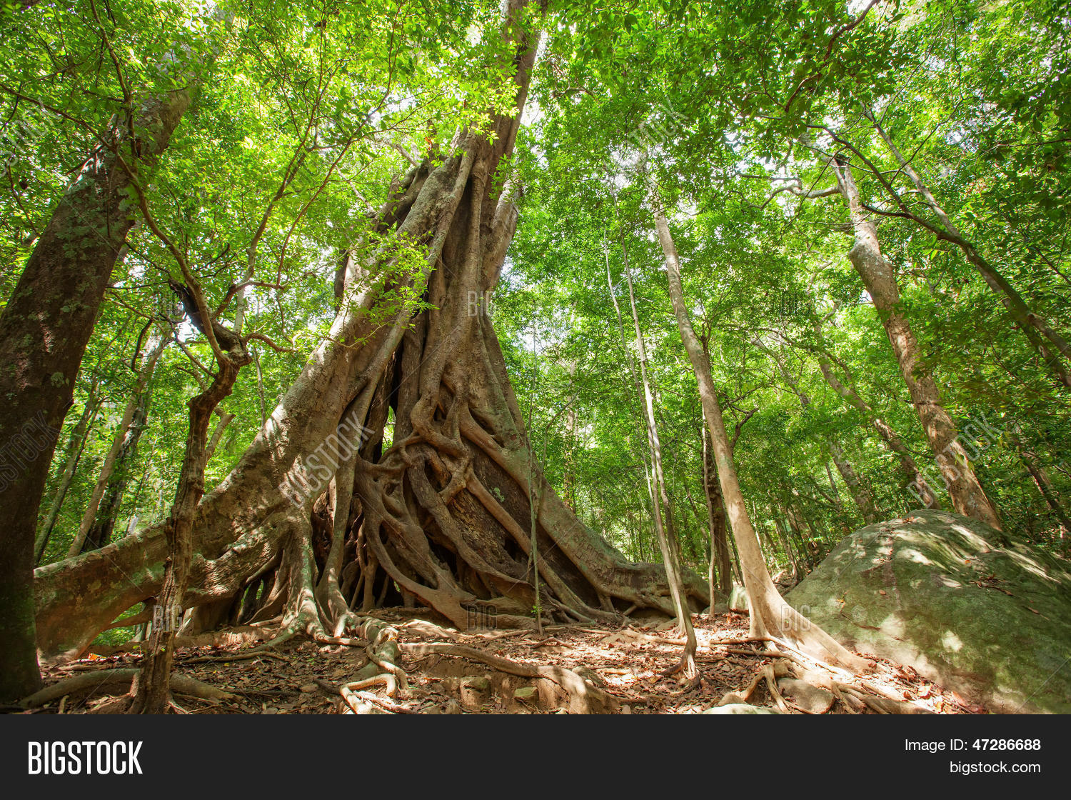 Huge Tree Big Roots Image & Photo (Free Trial) | Bigstock