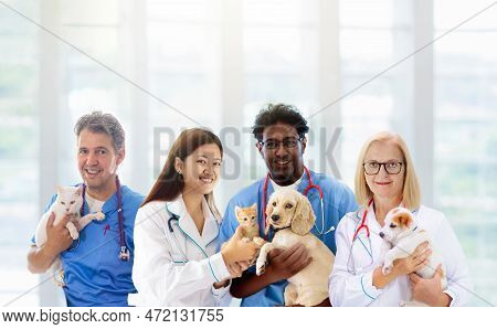 Vet Examining Dog Cat Image & Photo (Free Trial) | Bigstock
