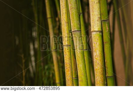 Bamboo Plant Texture