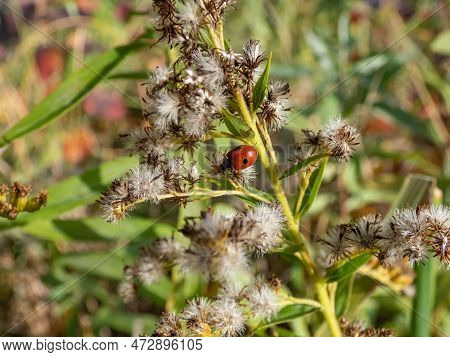 Adult Two-spot Image & Photo (Free Trial) | Bigstock