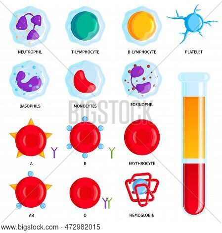 Blood Types Groups Vector & Photo (Free Trial) | Bigstock