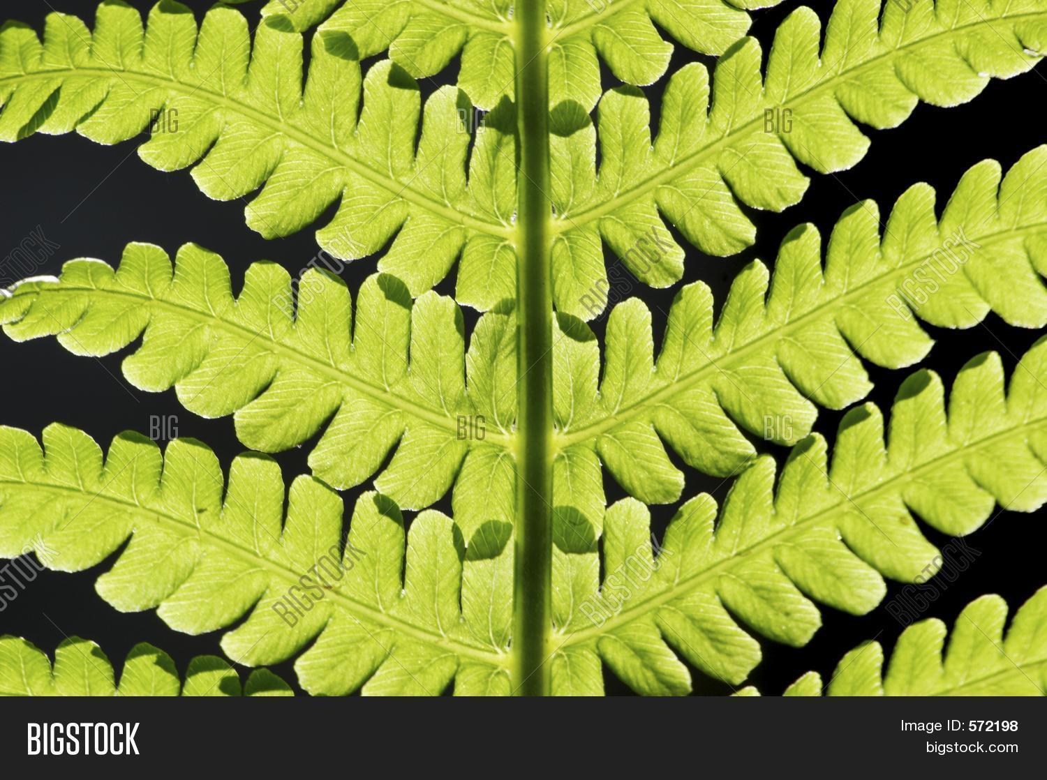 Fern Leave Image & Photo (Free Trial) | Bigstock