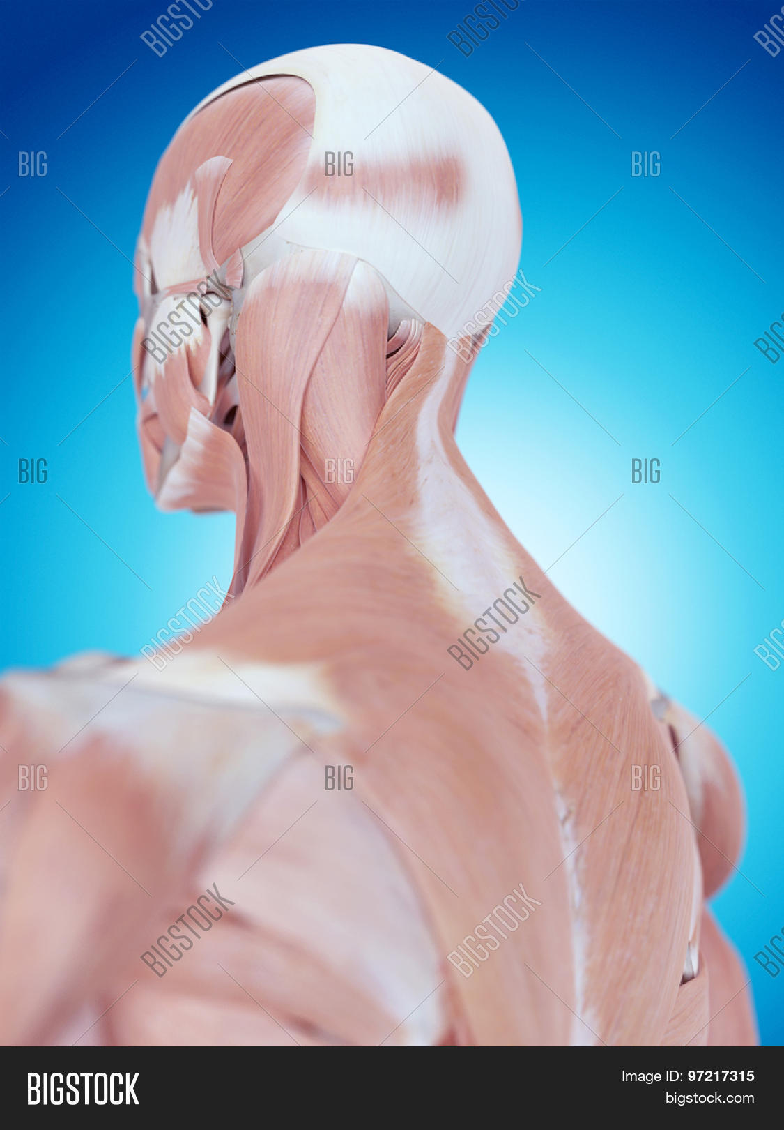 Medically Accurate Image & Photo (Free Trial) | Bigstock