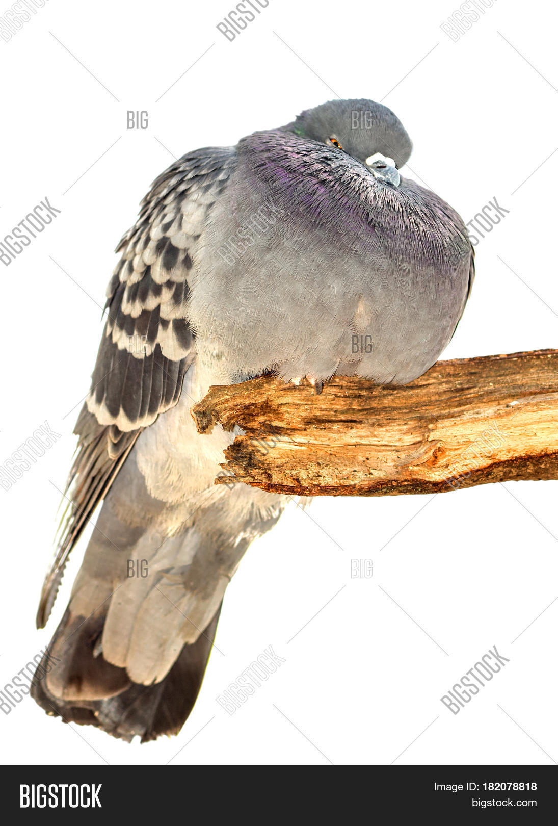 Funny Fat Dove Bird Image & Photo (Free Trial) | Bigstock