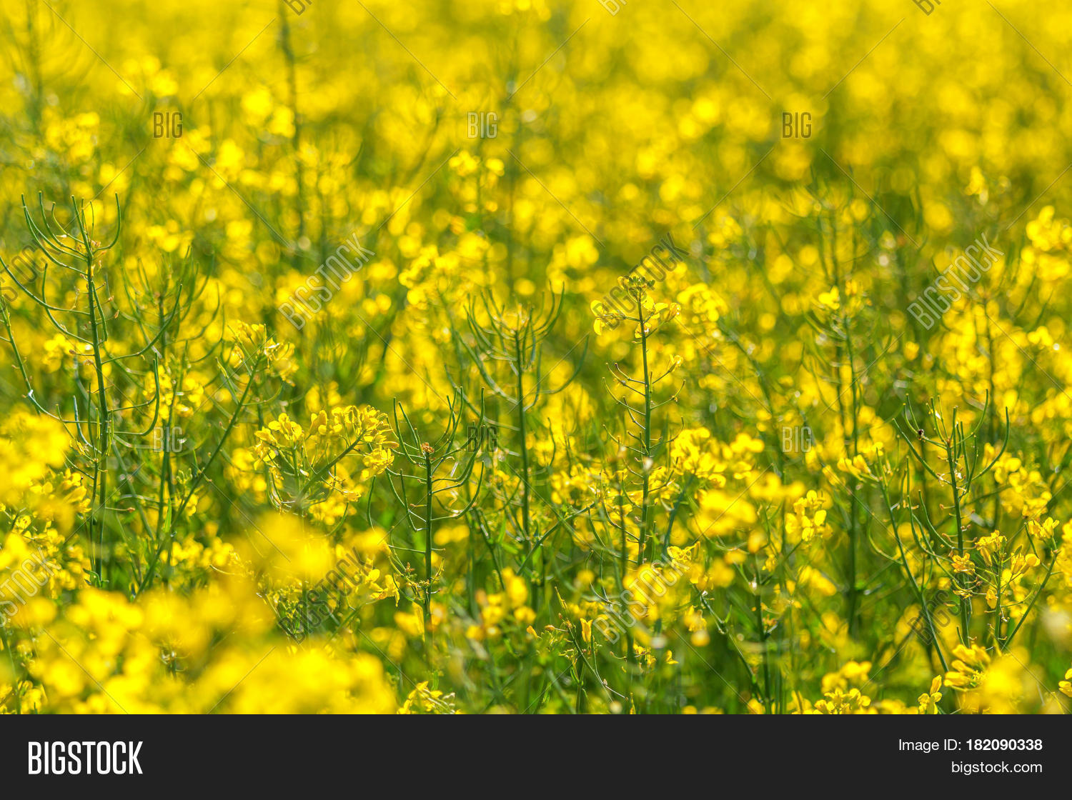 Oilseed Rapeseed Image & Photo (Free Trial) | Bigstock