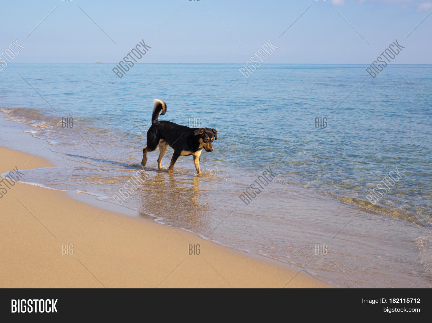 Dog Walking On Beach. Image & Photo (Free Trial) | Bigstock