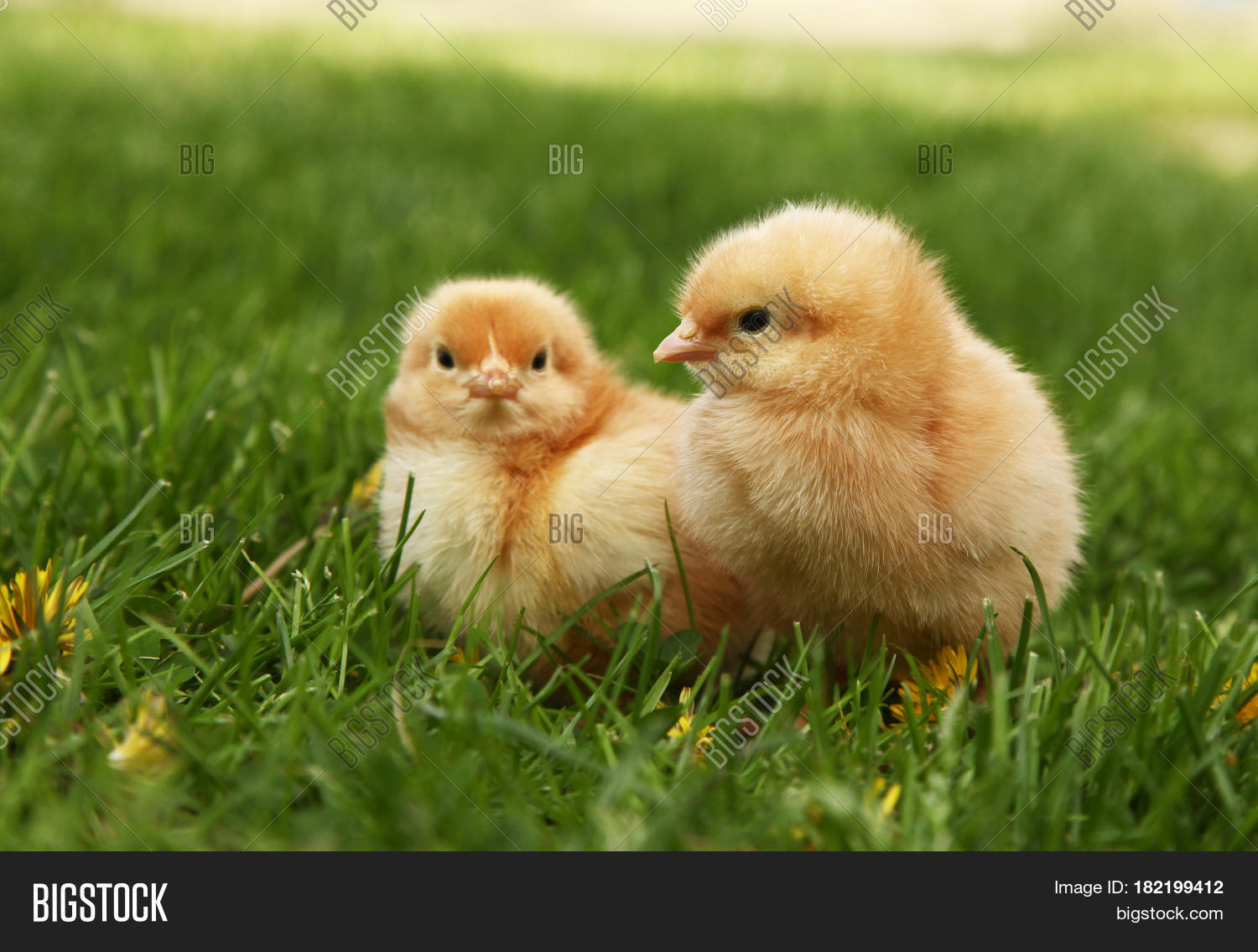Two Cute Yellow Chicks Image & Photo (Free Trial) | Bigstock