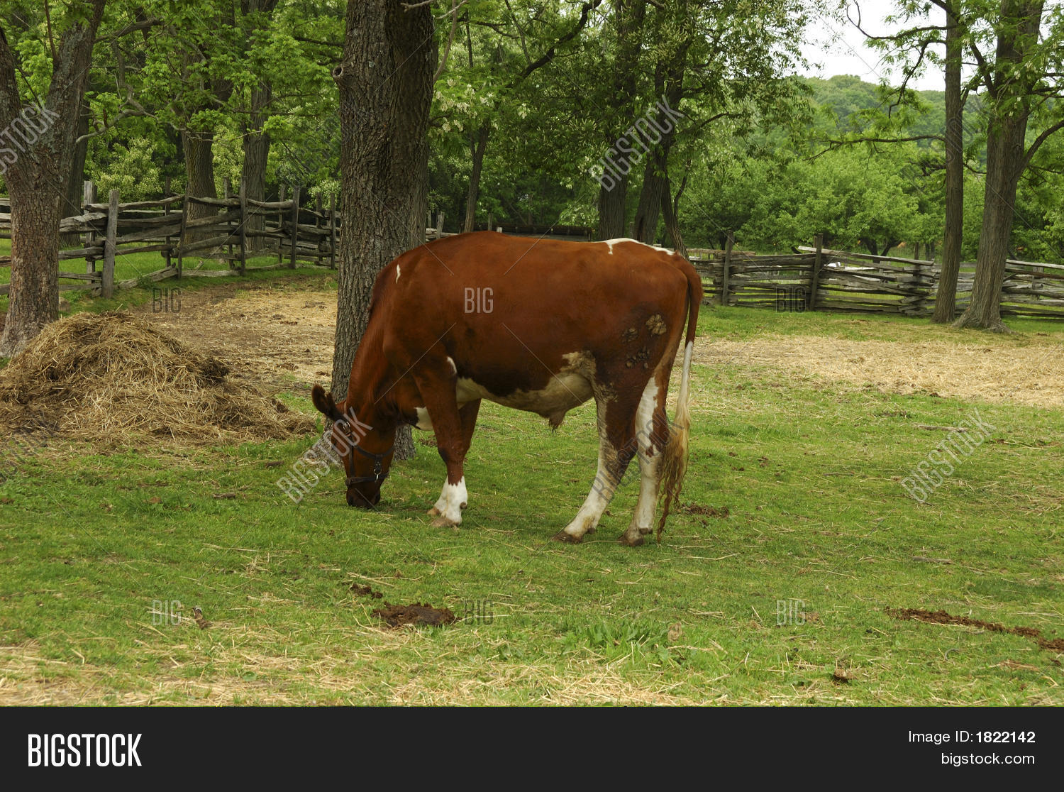 Cow Grazing Image & Photo (Free Trial) | Bigstock