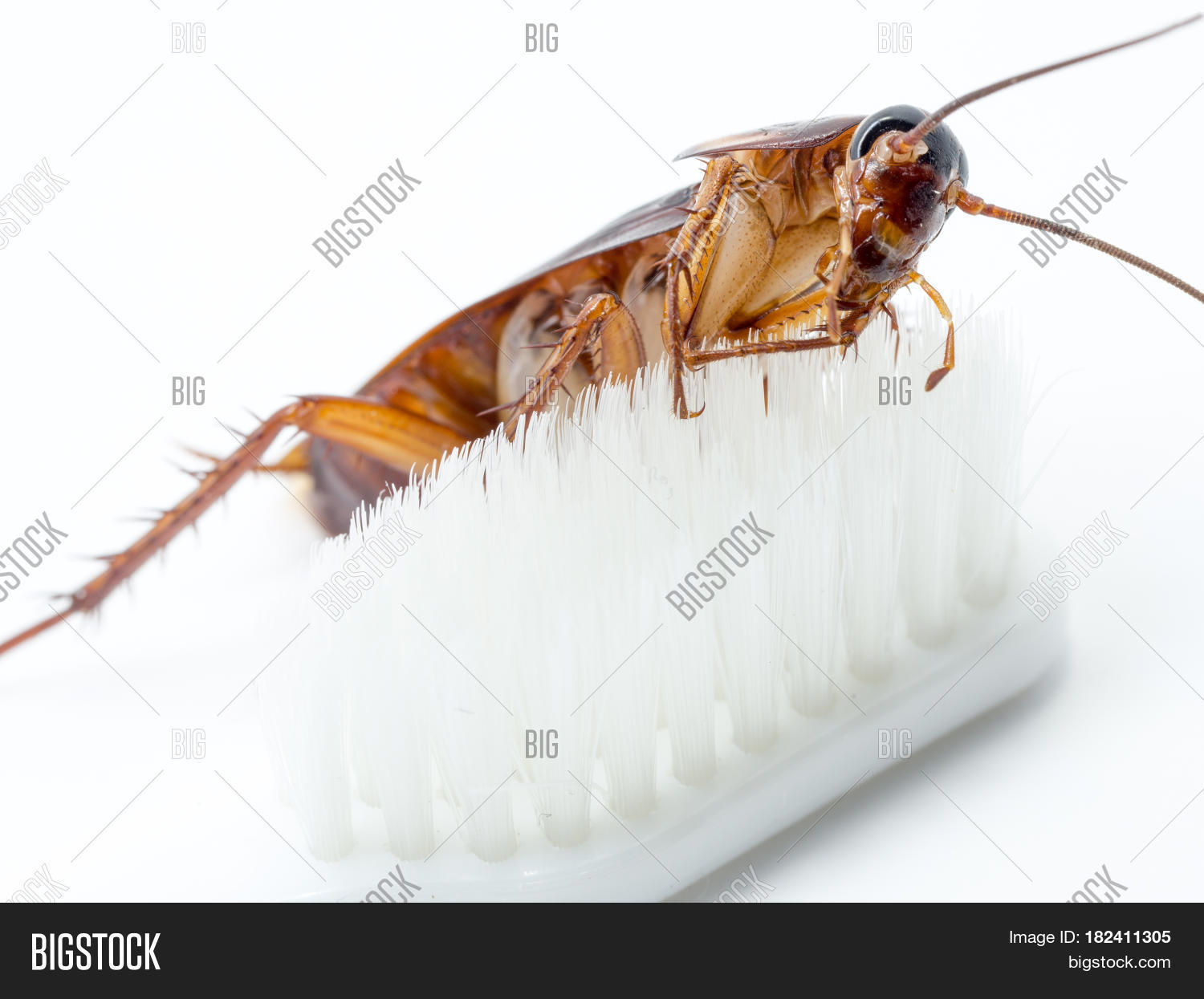 Cockroaches Stick On Image & Photo (Free Trial) | Bigstock