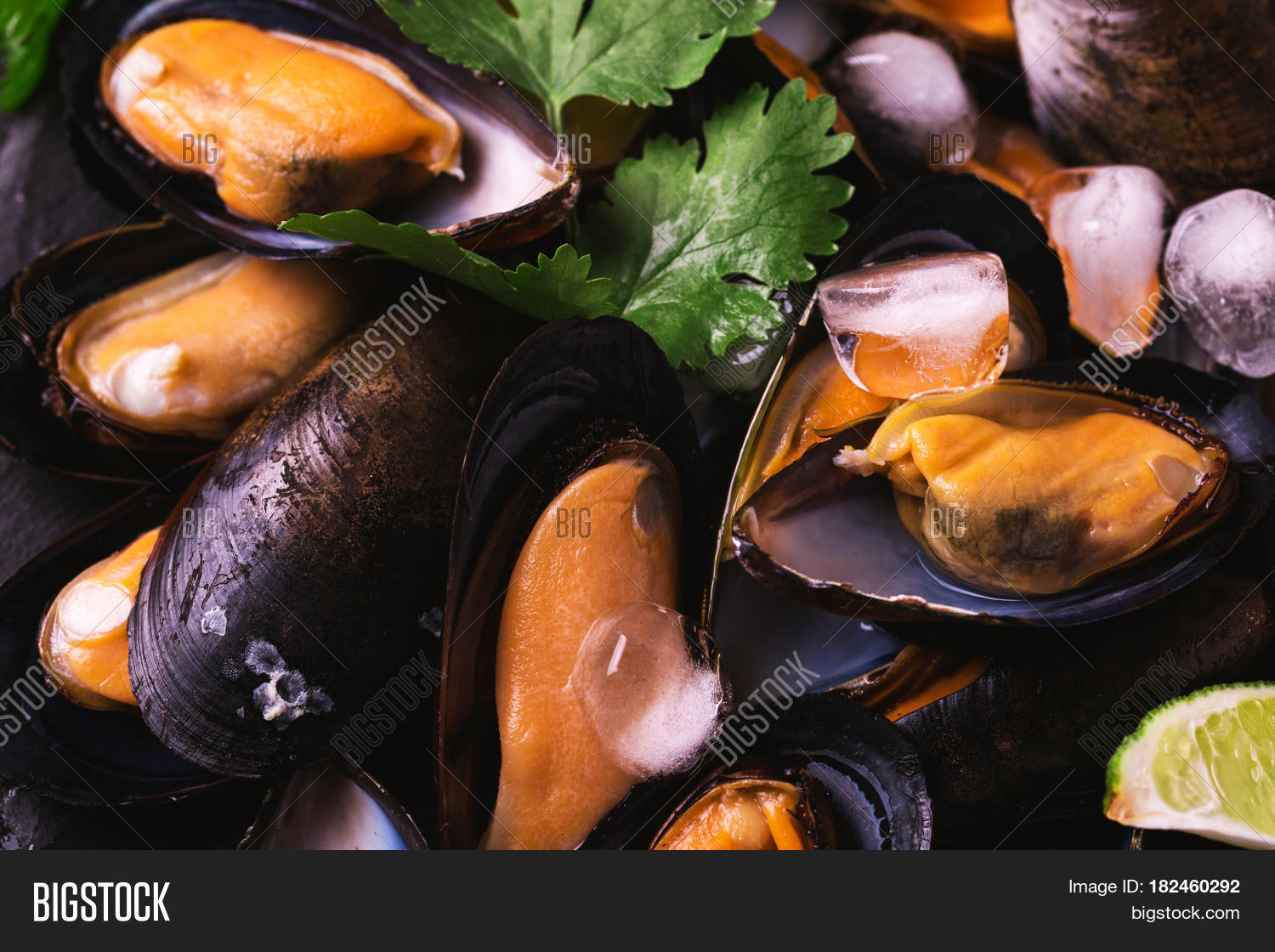 Uncooked Mussels On Image & Photo (Free Trial) | Bigstock