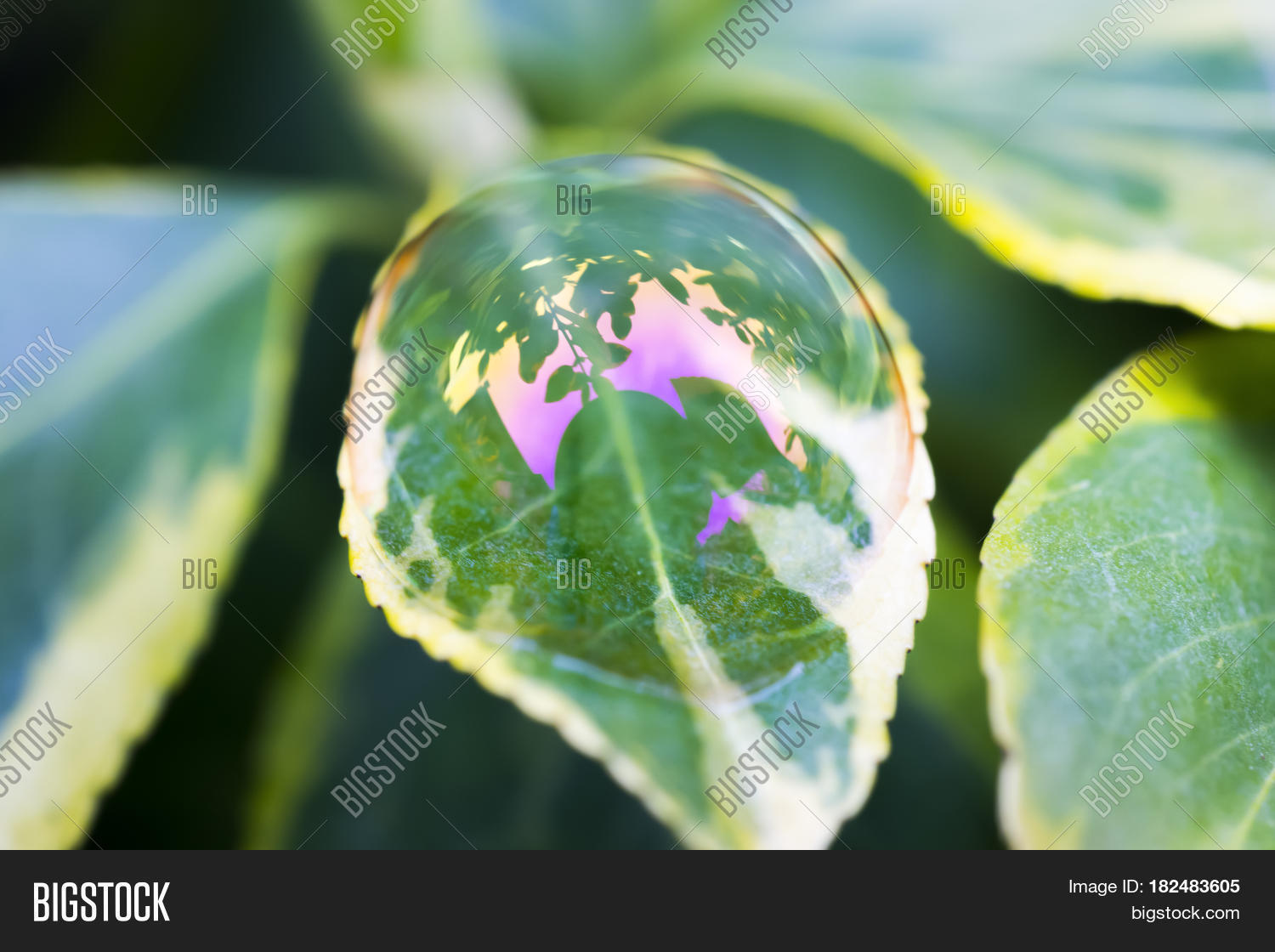Delicate Fragile Image & Photo (Free Trial) | Bigstock