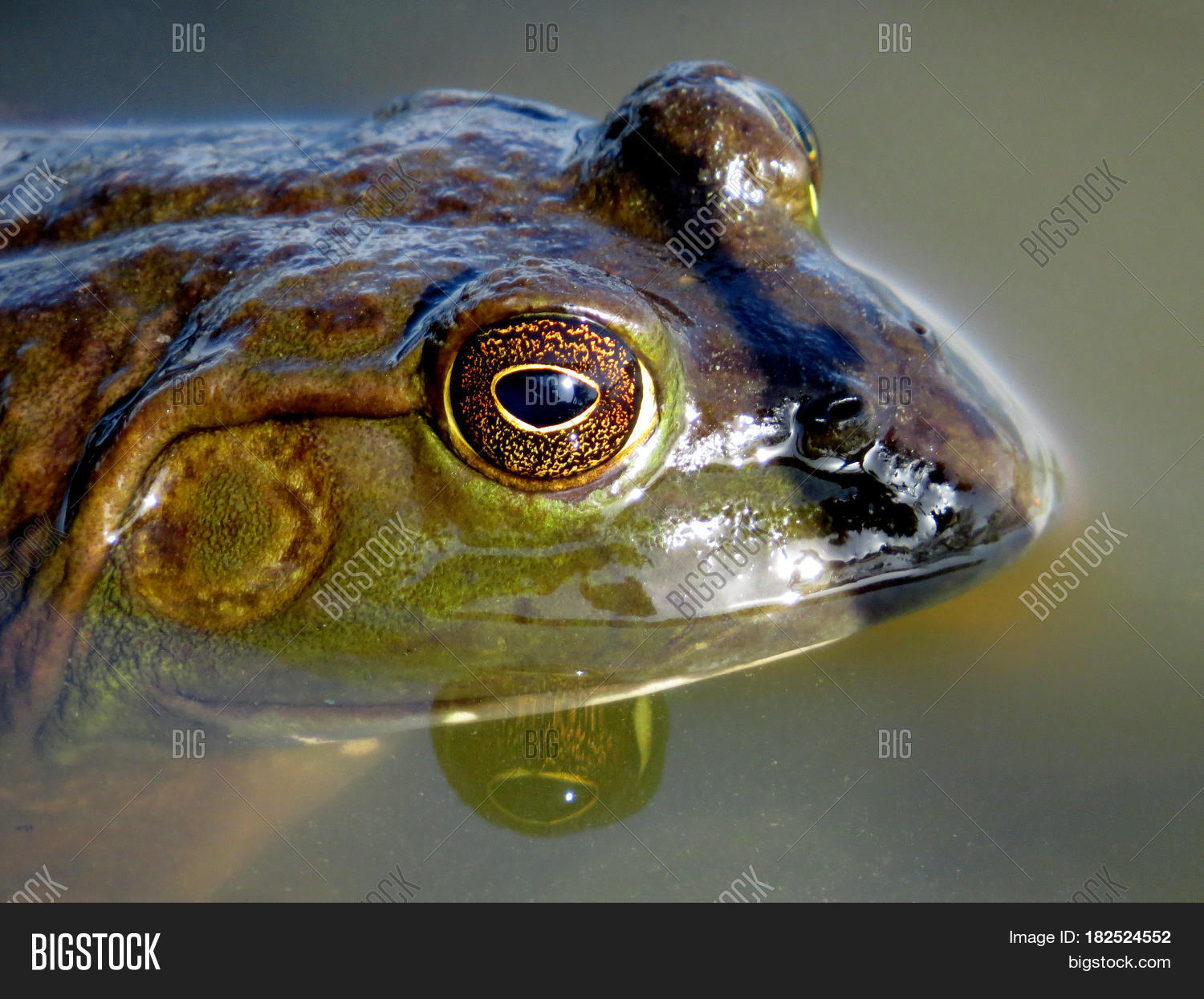 American Bullfrog Image & Photo (Free Trial) | Bigstock