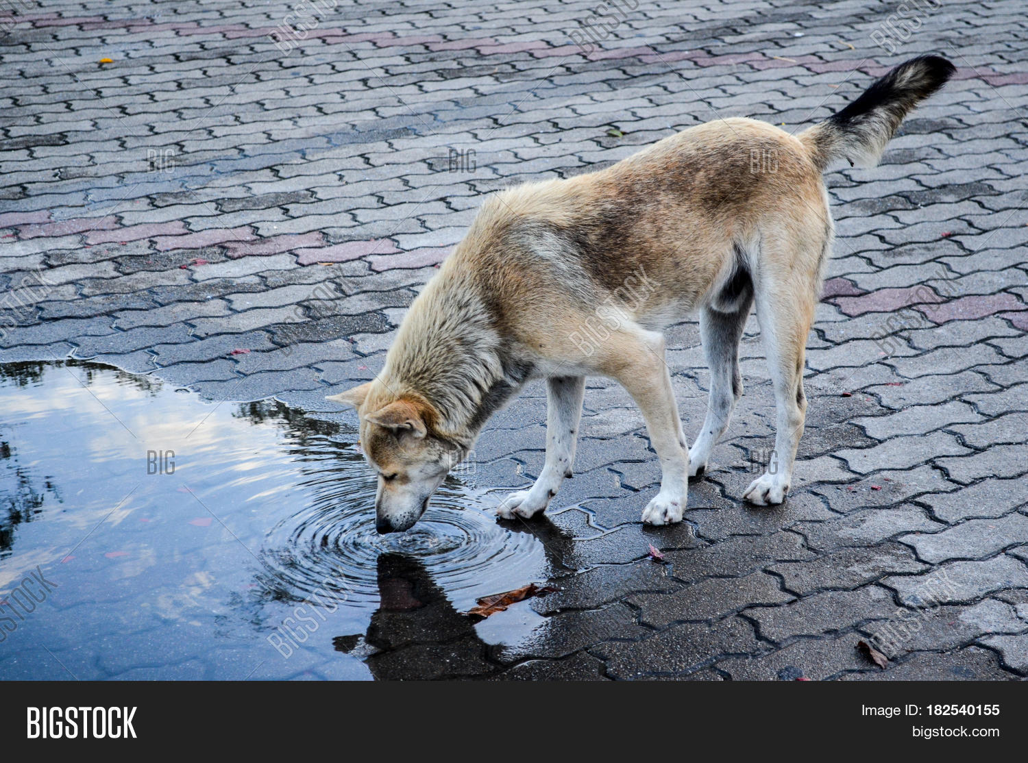 Stray Dog Eating Water Image & Photo (Free Trial) | Bigstock