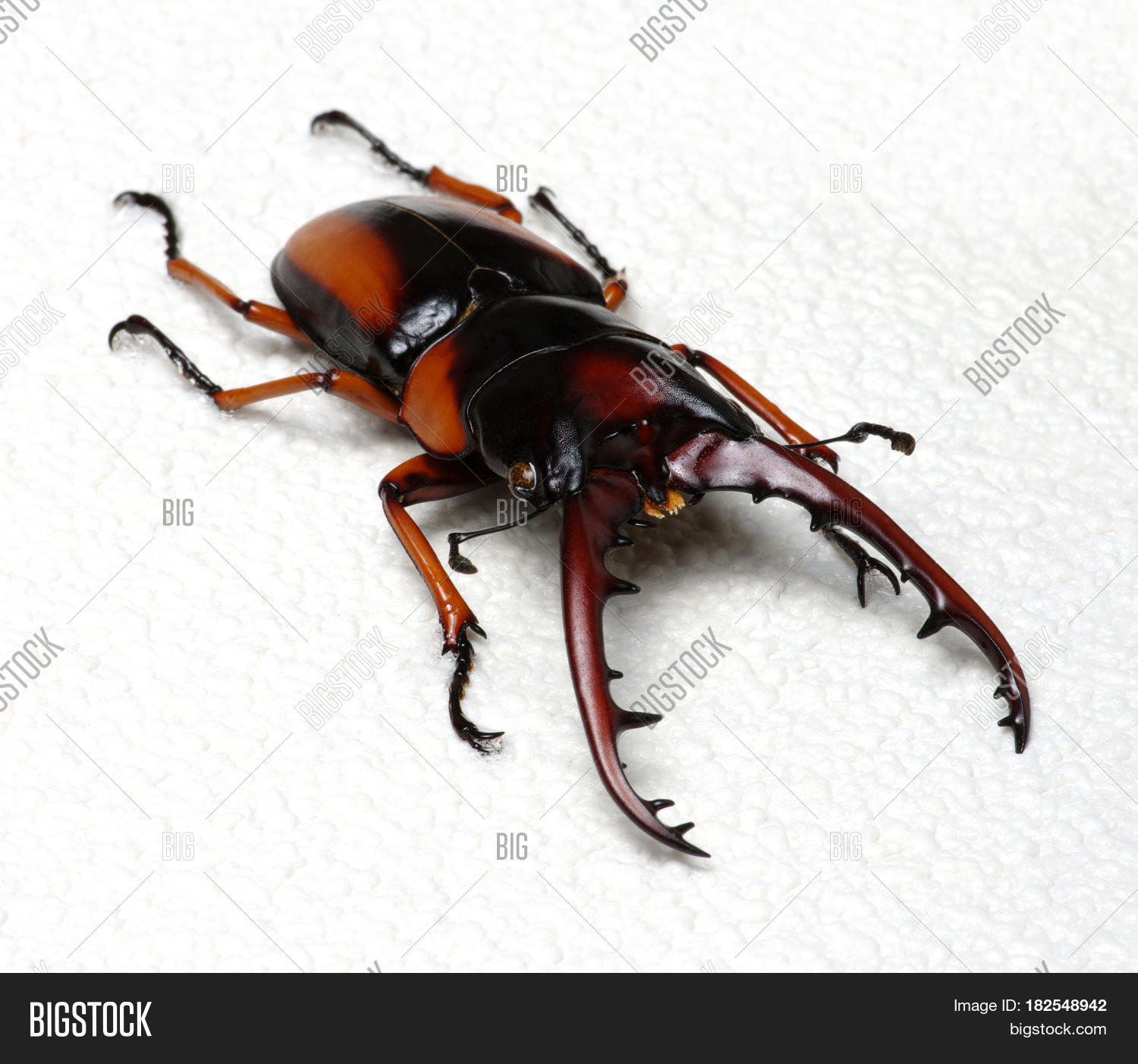 Stag Beetle Isolated Image & Photo (Free Trial) | Bigstock